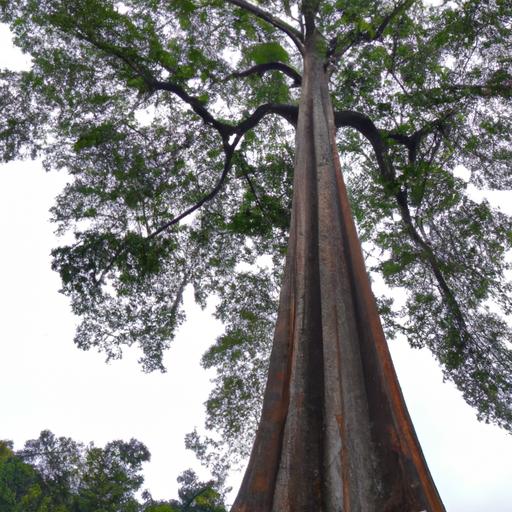 Cây đước là cây gì và những điều cần biết về nó